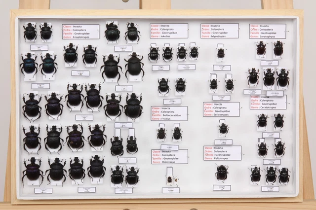 ENTOMOLOGIE COLLECTION MUSÉUM des insectes du monde Lot N° 50 ...