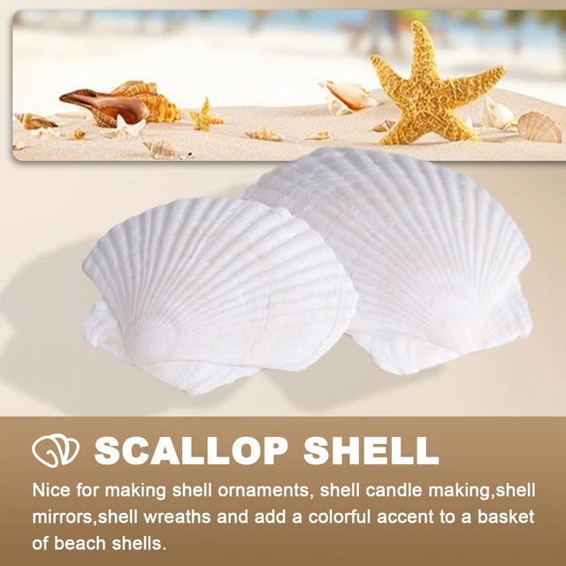 25 STÜCK NATÜRLICHE Jakobs Muschel, Speziell für Handgemachte Mach Es ...