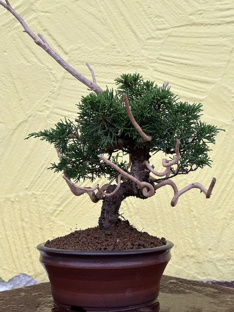JOE BONSAI SHOHIN Chin. Ginepro Juniperus " Itoigawa " 30 Anni ...