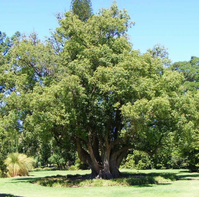 CINNAMOMUM CAMPHORA - 10 Seeds - Camphor Tree EUR 1,16 - PicClick DE