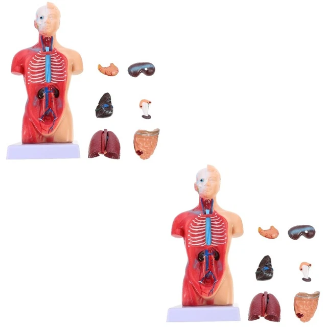 PEOPLE TORSO TEACHING Model Anatomical Throat School Anatomy Figure ...