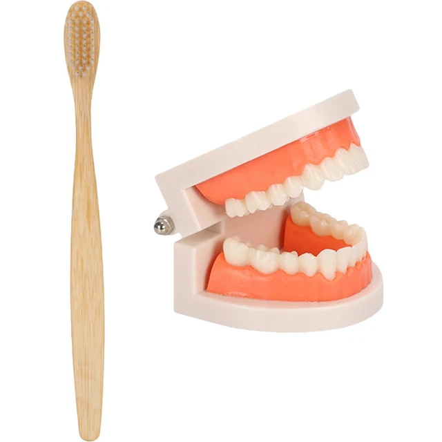 1 SET KIDS Educational Denture Model Fake Teeth Model Dental Teeth $26. ...
