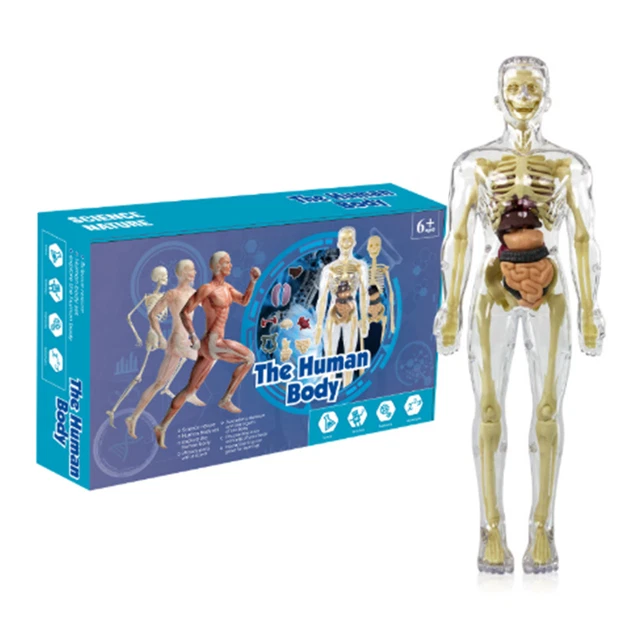 TOYS INTERACTIVE HUMAN Body Torso Anatomy Figure Posable Model Human ...