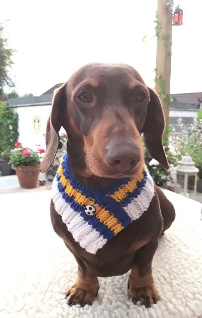 LEEDS UNITED FOOTBALL Colours Scarf ⚽️ LUFC GIFT ⚽️ Dog Bandana Scarf ...