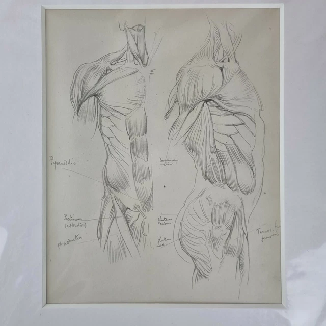 VINTAGE 1930S PENCIL Drawing Anatomical Study Of Muscles by Joan Surrey ...