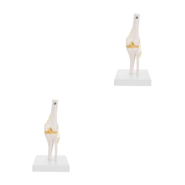 2 PCS ANATOMY Teaching Knee Joint Simulation Abduction Model £65.95 ...