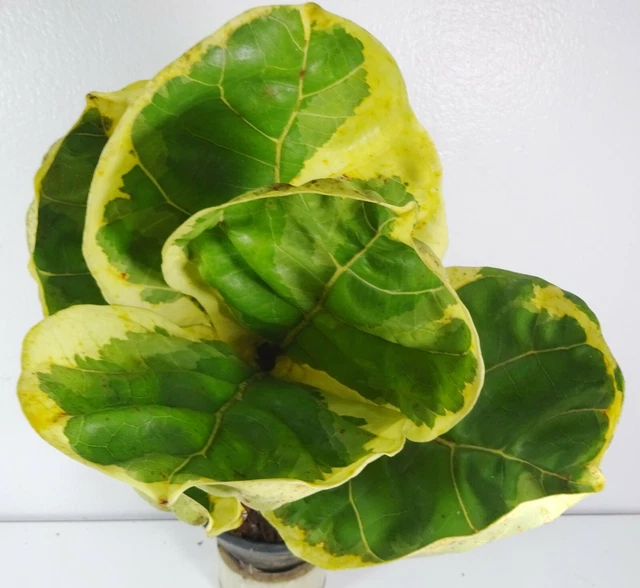 FICUS LYRATA VARIEGATED Fiddle Leaf Ficus Fig Tree Plant ,RARE £80.93 ...