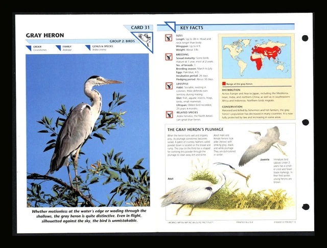 GRAY HERON WILD Life Fact File Bird Animal Card Home School Study $3.95 ...