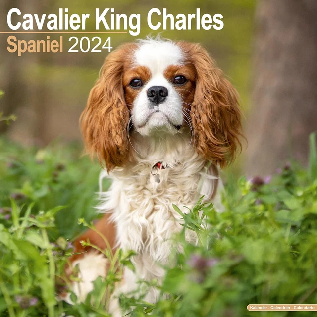 CALENDRIER 2024 - CAVALIER KING CHARLES EUR 15,90 - PicClick FR