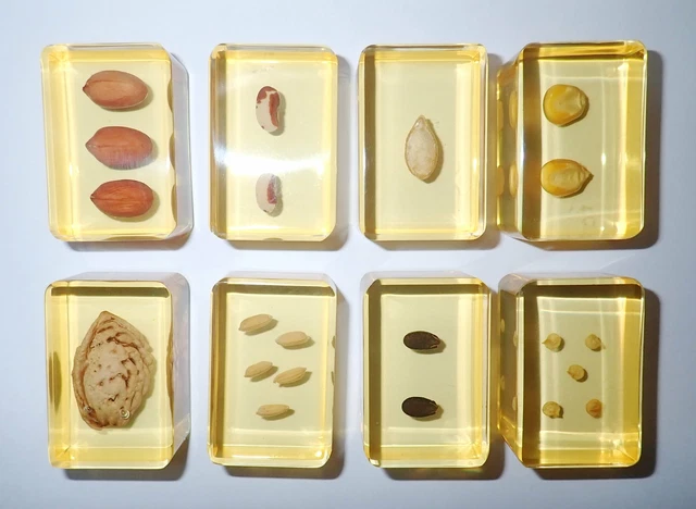 8 PLANT LEAF & Seed Specimen Set Seed in Amber Clear small Block Leaf ...