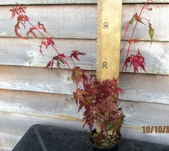 ACER PALMATUM EX Beni kawa. Red stem Japanese Maple. Garden, pot or ...