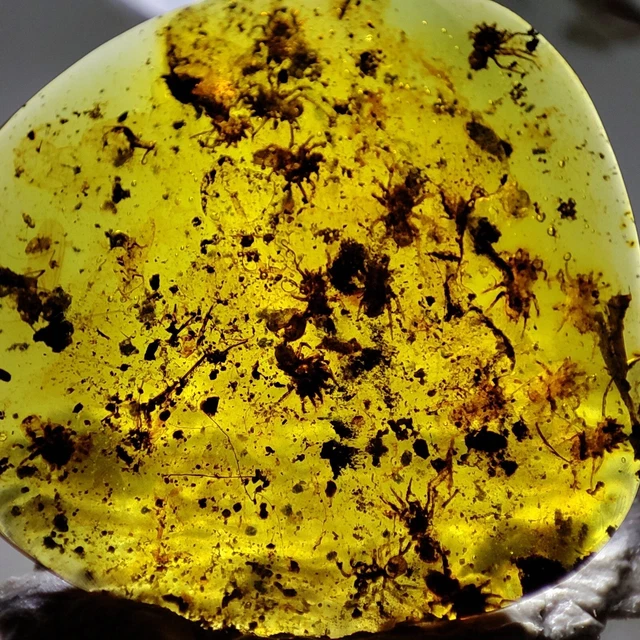 FOSSIL AMBER INSECT Burmese burmite Cretaceous Many spiders insect ...