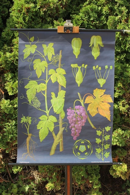 ROLE MAP SCHOOL Wall Map Vine Lehrkarte Card School Map Wall £151.07 ...