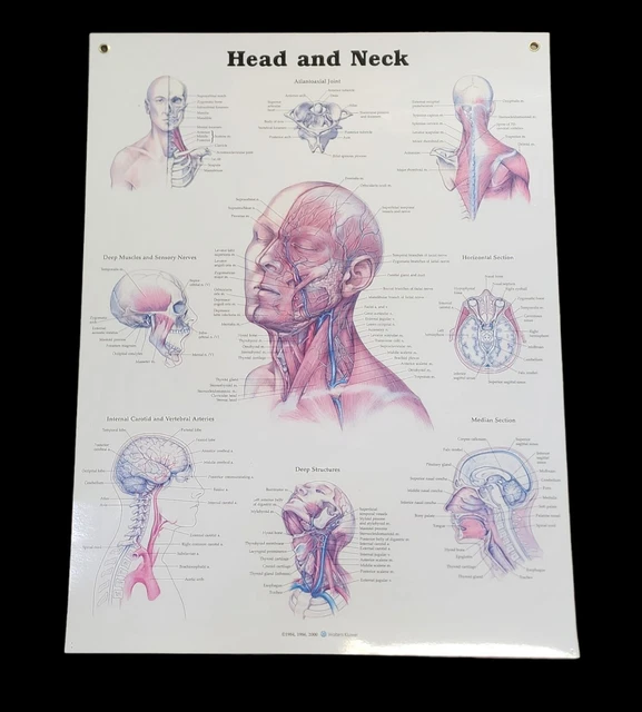 HEAD AND NECK Anatomical Chart by Anatomical Chart Company £34.99 ...