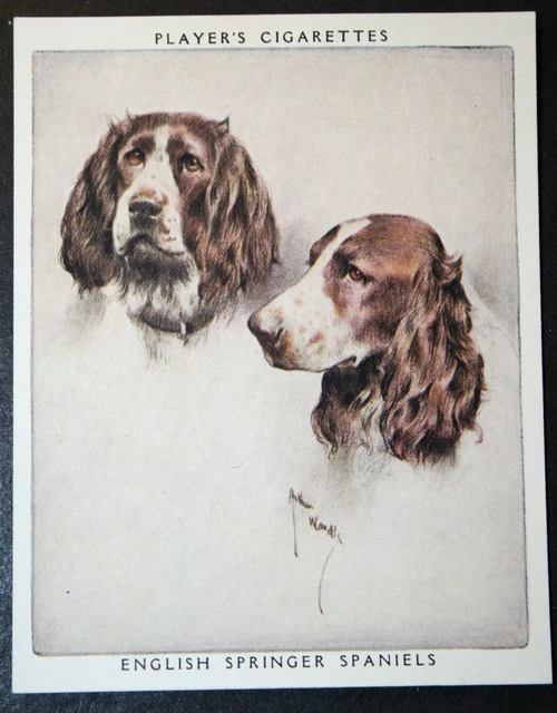 ENGLISH SPRINGER SPANIELS Vintage 1955 Dog Portrait Card BD15MS £5.99 ...