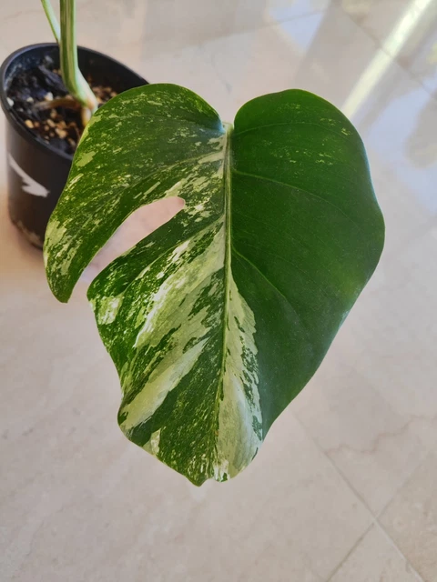 VARIEGATED MONSTERA ALBO $80.00 - PicClick AU