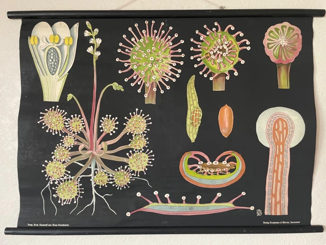 RARE EARLY VINTAGE SUNDEW school chart by JUNG KOCH QUENTELL botanical ...
