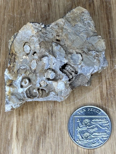 FOSSIL SPECIMEN, CRINOID Stem Cluster, Carboniferous, Derbyshire, 74mm ...