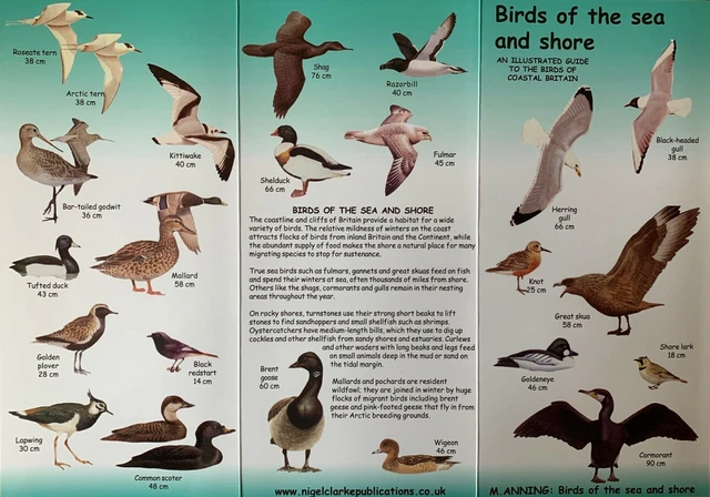 GUIDE TO BRITISH Birds of the Sea & Shore Guide Laminated ...