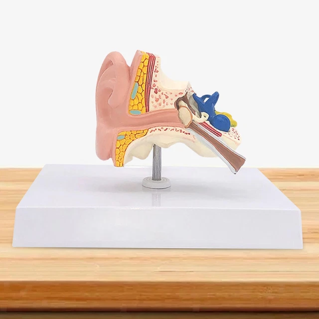 HUMAN EAR MODEL Anatomy Accurate Model for Teaching Office Classroom £ ...