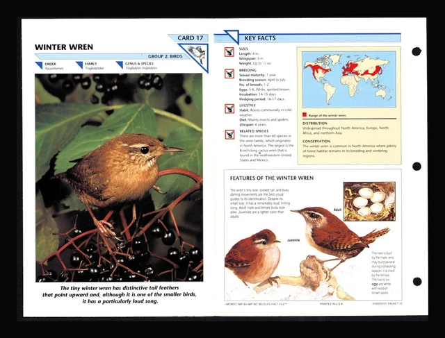 WINTER WREN WILD Life Fact File Bird Animal Card Home School Study ...