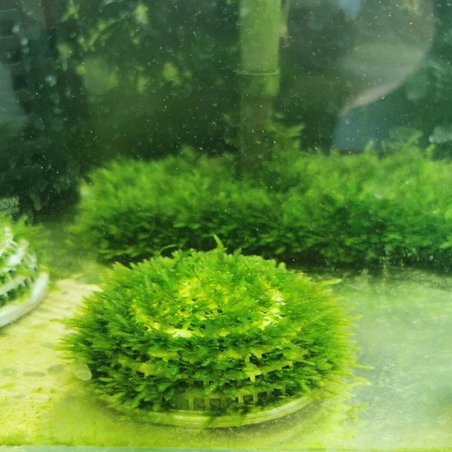 2 PCS PLANTEUR D'animaux Boîte De Mousse D'élodée Décoration Aquarium ...