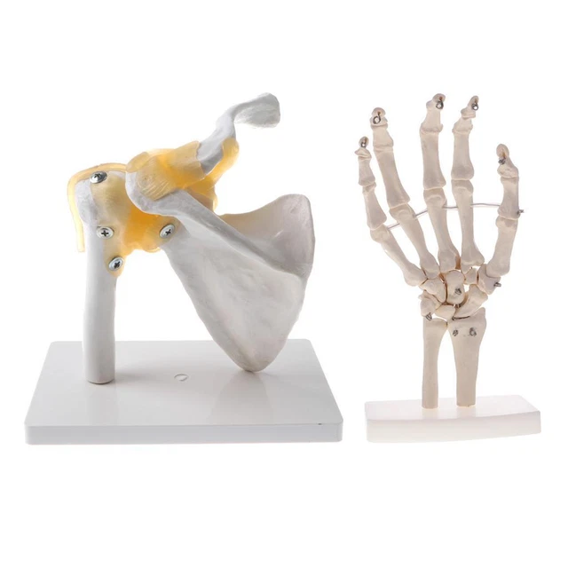 1:1 HUMAN FUNCTIONAL Shoulder Joint With Ligament And Hand £44.14 ...