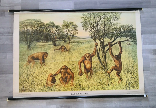 OLD SCHOOL WALL map, board, mural - horde of proconsul monkeys £68.90 ...