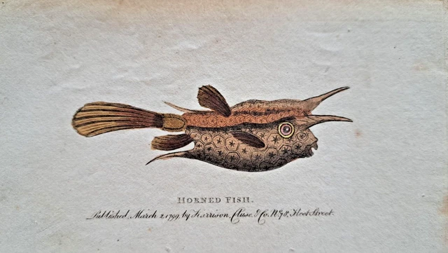 HORNED FISH LACTORIA cornuta poisson vache gravure sur cuivre de ...