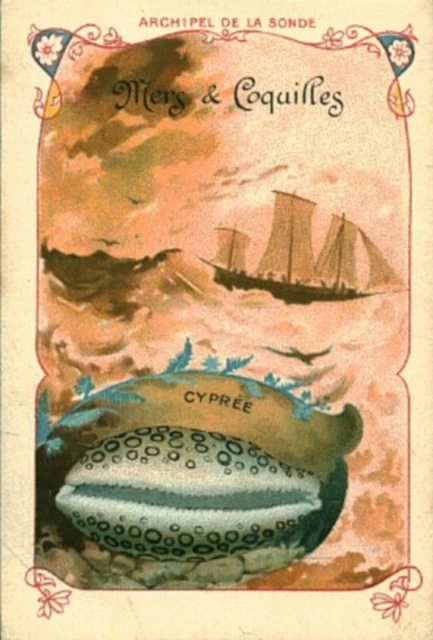 IMAGE ANCIENNE CHROMO mers et coquilles archipel de la sonde Cyprée EUR ...