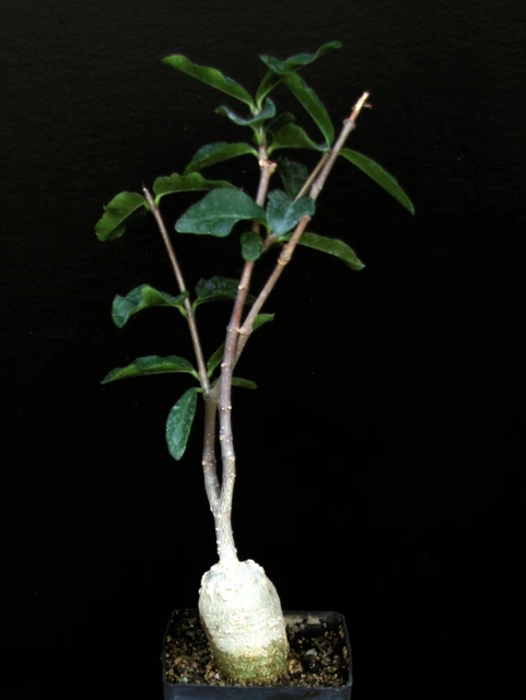 FOCKEA EDULIS -CAUDEX - bulbs £9.99 - PicClick UK