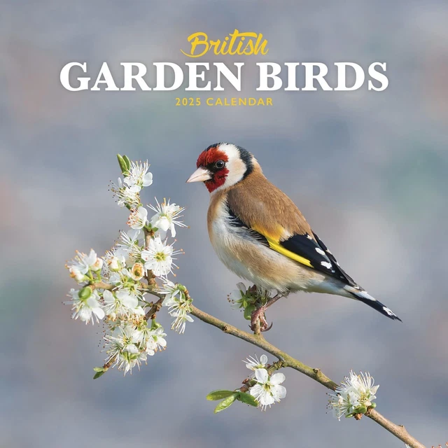 BRITISH GARDEN BIRDS Mini Wall Calendar 2025 (PFP) NEW £6.60 - PicClick UK