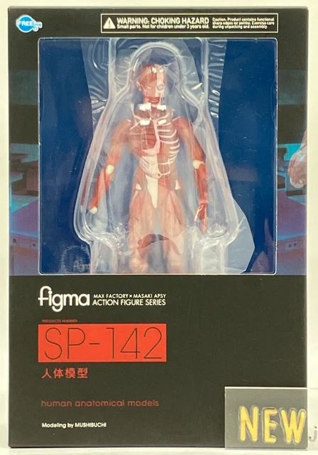 MODELLINO HUMAN MALE Anatomical Models figma SP-142 Max Factory 2022 ...