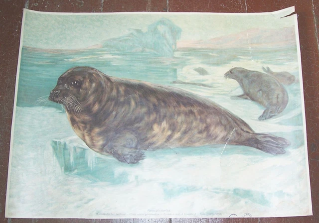 OLD TEACHING CHART Roll Chart Greenlandic Seal Circa 1930 Teaching Aid ...