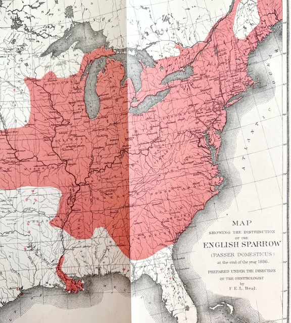 MAP OF ENGLISH Sparrow Distribution Victorian 1887 Lithograph ...