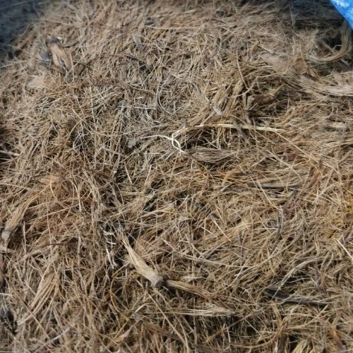 SPIRITUAL DRIED PALM Kernel Chaff (Asan Ekuro) 10g £12.00 - PicClick UK