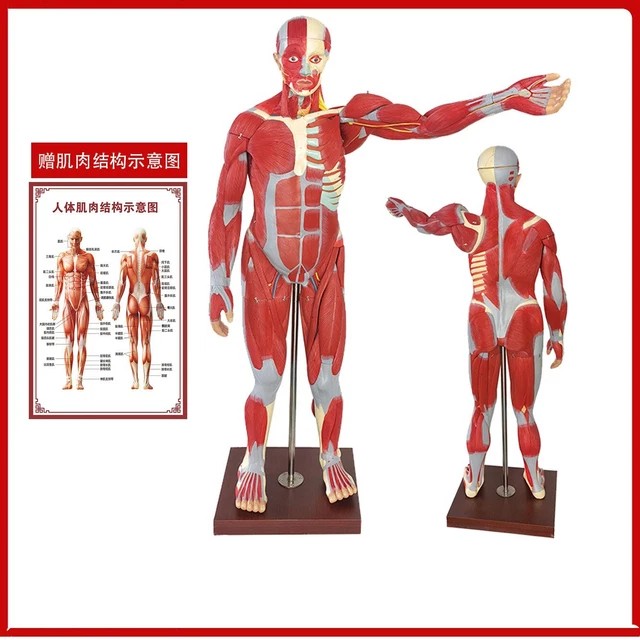 Human Body Muscles Functions Classification And Significance