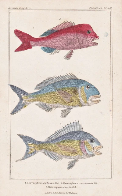 FISCH CHRYSOPHRYS RED stumpnose Fische fish Lithographie Cuvier 1835 ...