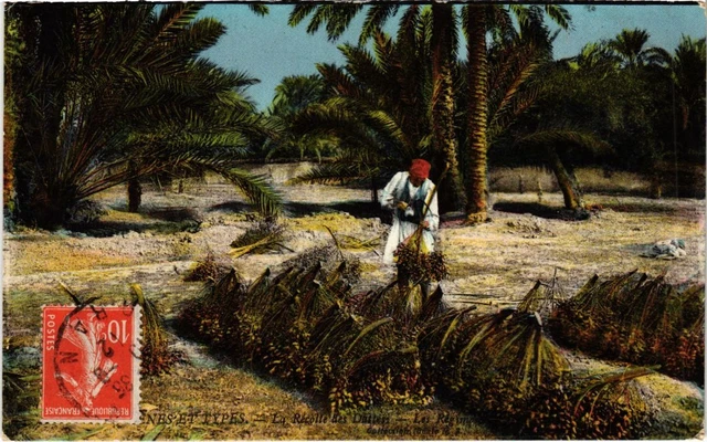 CPA AK ALGERIA Scenes et Types - La Recolte des Dattes (1189301) EUR 5 ...