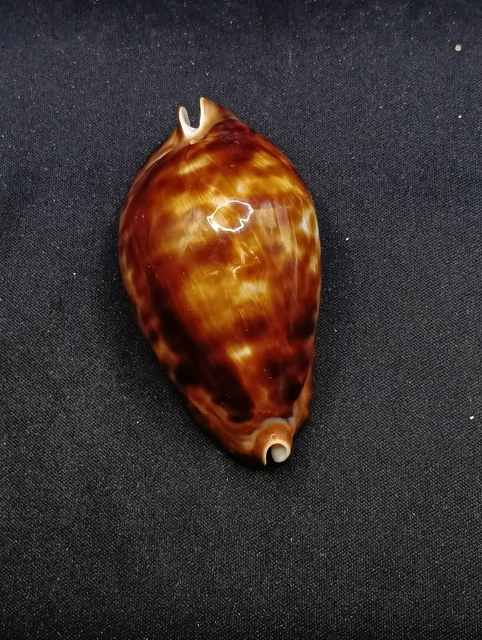 RARE, CYPRAEA ZOILA friendii 81.7mm Sea shell Cowrie #12889 $120.00 ...