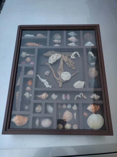 VINTAGE SEASHELL MARINE Life Specimen Collection Display Shadow Box ...