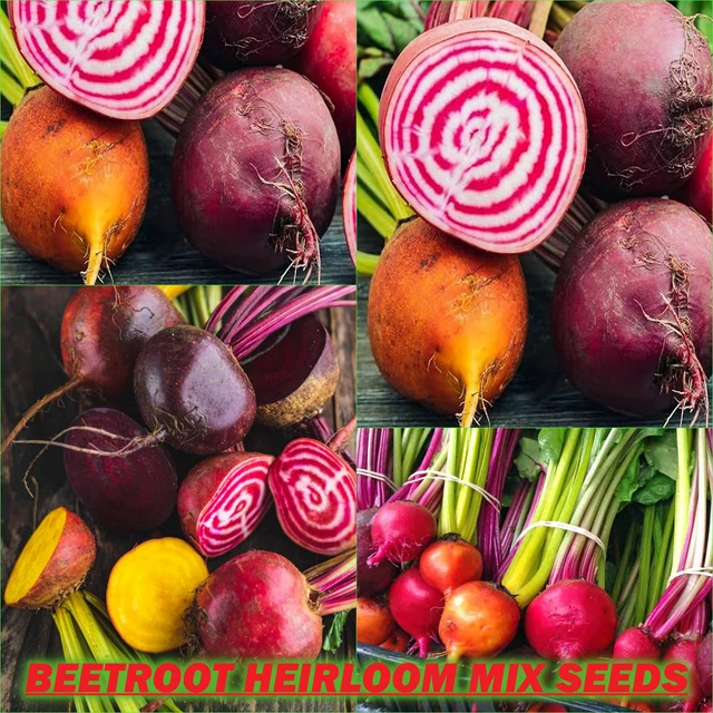 BEETROOT HEIRLOOM MIX 50 Seeds Bulk HEIRLOOM Healthy JUICE Vegetables ...