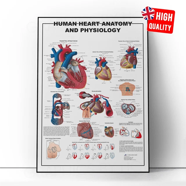 MUSCULAR SYSTEM HUMAN Anatomy Educational Chart Hand Anatomy Poster ...
