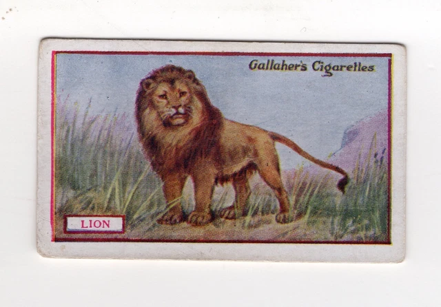 BIRDS AND ANIMALS of commercial value card 1921 #29 Lion EUR 3,64 ...