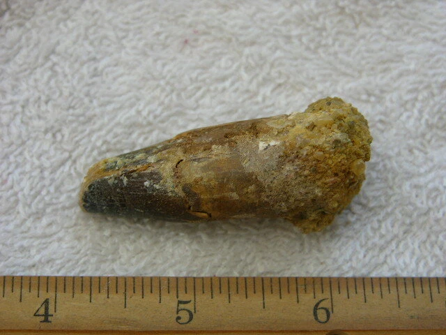 DINOSAUR FOSSIL TOOTH Spinosaurus Cretaceous Era bigger 2 inch long ...
