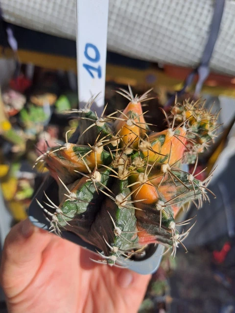 CACTUS GYMNOCALYCIUM VARIEGATA Seedling rare own roots cacti kakteen ...