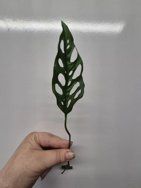 MONSTERA OBLIQUA / adansonii Narrow Form Cutting x1 Swiss Cheese/Monkey ...