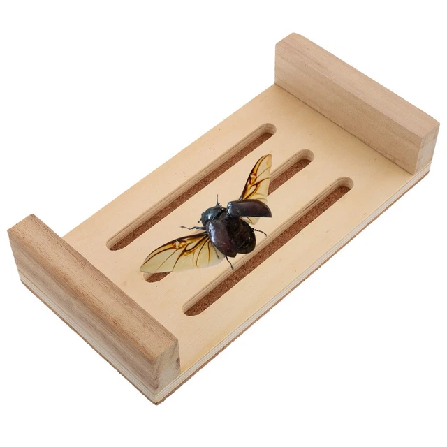 SPECIMEN PINNING PLATE: Professional Storage Base Shaping Base ...