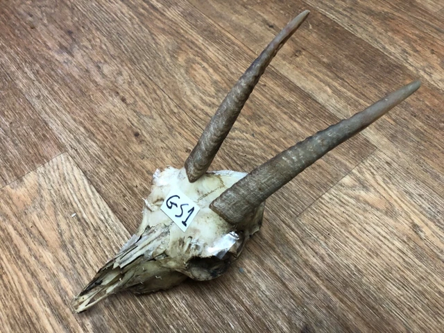 SCOTTISH GOAT SKULL Gs 1 Taxidermy Gothic Tattoo Art Crafts £42.29 ...