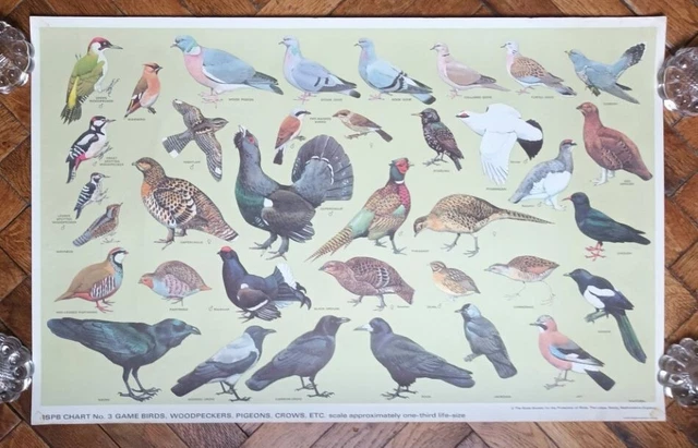 VINTAGE RSPB PEDAGOGIQUE POSTER 1967 CHART n° 3 par N.W. CUZA Dim. 89 x ...